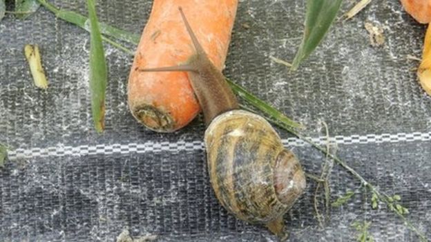 Austria's only snail farmer - BBC News
