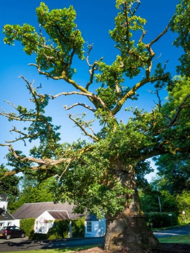 Scottish Tree of the Year finalists announced - BBC News