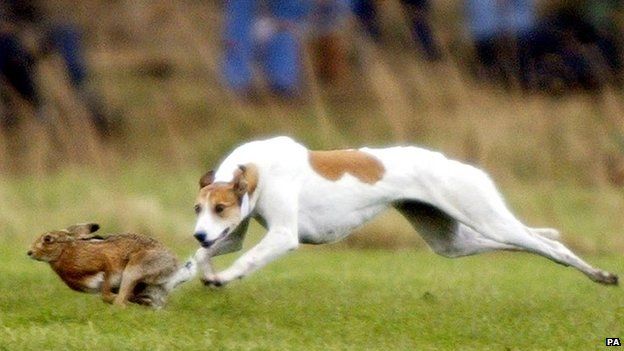 Kent Police report rise in hare coursing and poaching - BBC News