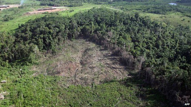 Destroyed Amazon Rainforest