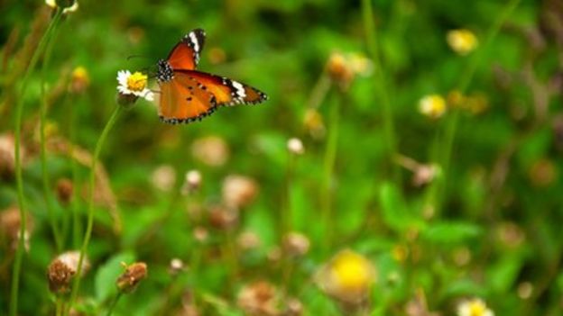 Decline of England's natural environment 'hits economy' - BBC News