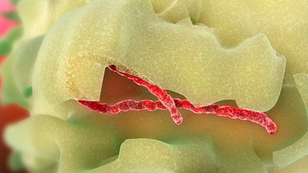 Ebola: The hunt for a vaccine - BBC News