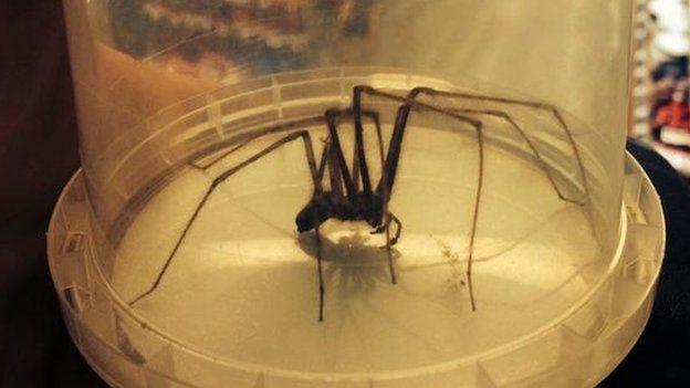 Spider surge: Why are more creeping around? - BBC News
