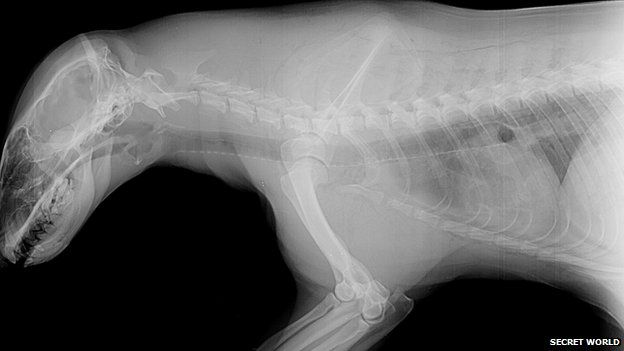 Anger at badger's 'cruel' death in cull zone - BBC News