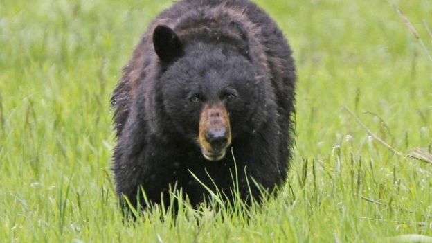 Dead black bear cub found in New York's Central Park - BBC News