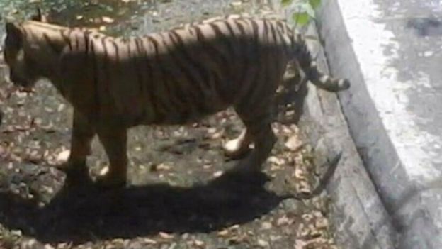 White tiger kills zookeeper in Japan but family urges mercy - BBC News