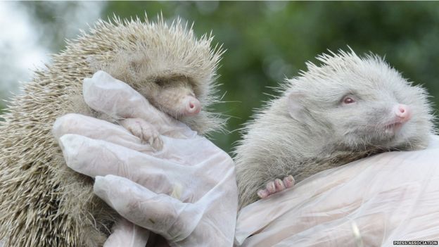 Rescued, the rare albino hedgehogs given a new home - BBC Newsround