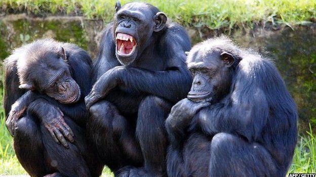 Chimps make new tools, their friends follow - BBC Newsround