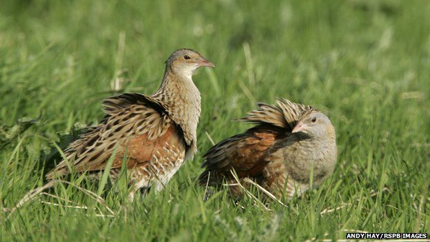 Best corncrake season in at least 45 years, says RSPB - BBC News