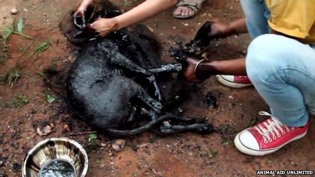 India dog stuck in tar pit rescued - BBC News