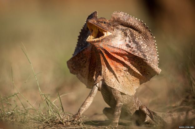 In pictures: Wonders of the monsoon - BBC News