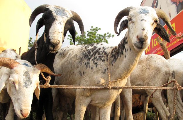 Why I always buy injured sheep - BBC News