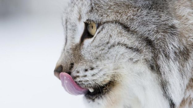 Call for lynx and wolf reintroduction - BBC News