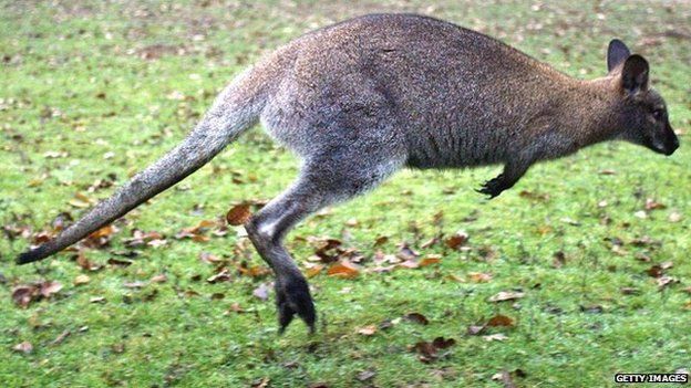 Wallaby in York escapes to freedom - BBC News