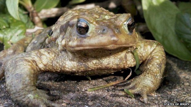 Jersey toad is unique species, say experts - BBC News