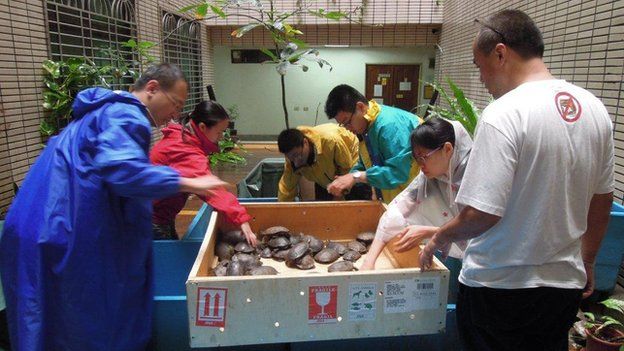 Taiwan sees surge in animal smuggling to China - BBC News