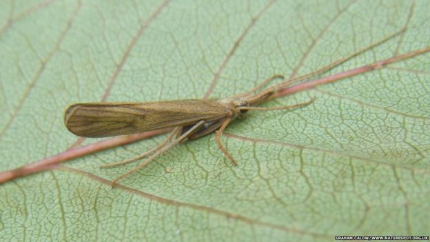 Insect found near Kingussie a first for Scotland - BBC News