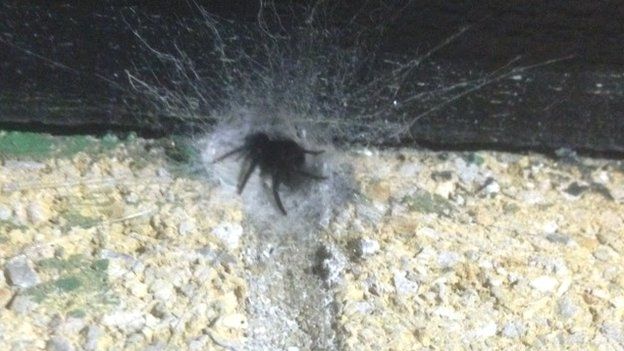 Hundreds of tube spiders invade Cardiff family's garden - BBC News