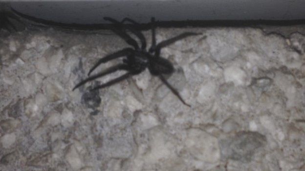 Hundreds of tube spiders invade Cardiff family's garden - BBC News