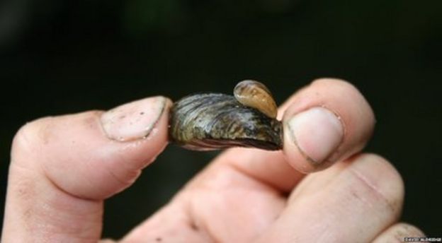 Invasive army of mussels kill native species - BBC Newsround