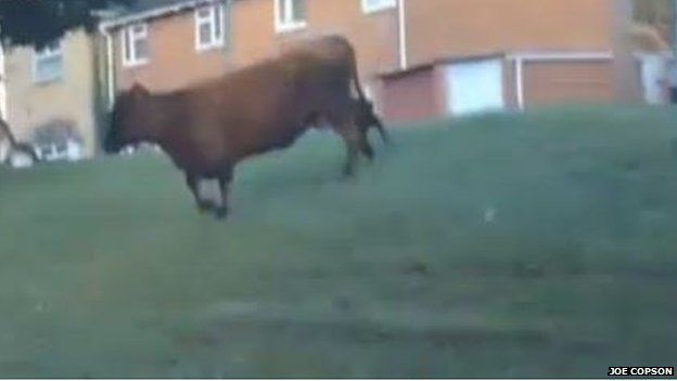 Peta calls for investigation over Norwich cow shootings - BBC News