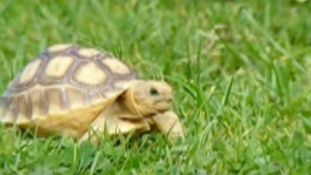 Toy car fitted to three-legged tortoise - BBC Newsround