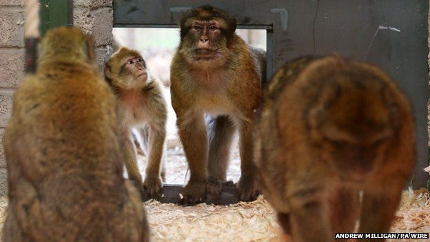 Troop of Gibraltar macaques arrives at Blair Drummond - BBC News