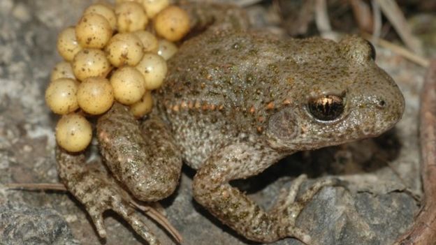 Killer frog disease: Chytrid fungus hits Madagascar - BBC News
