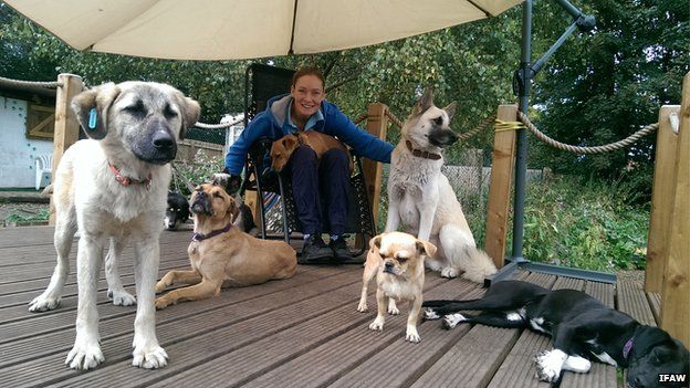 M62 crash chicken-saving pair honoured by IFAW for dog rescues - BBC News