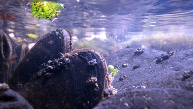 Work starts to help protect rare pearl mussels in Afon Eden - BBC News