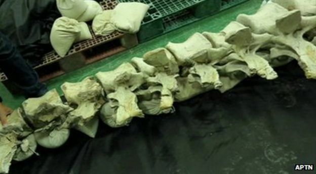 Mystery of dinosaur with giant arms solved - BBC Newsround