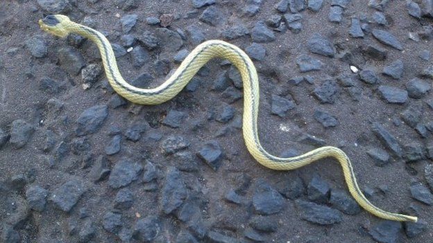 Scottish SPCA centre takes in record number of snakes - BBC News