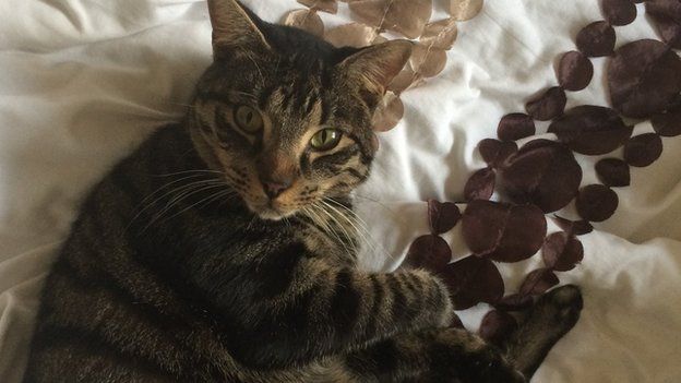 Pet cat beheaded and tail cut off in Tilehurst - BBC News