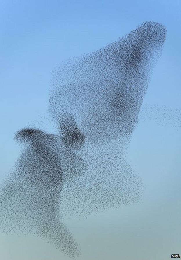 Starlings: Mapping and modelling the ballet of the skies - BBC News