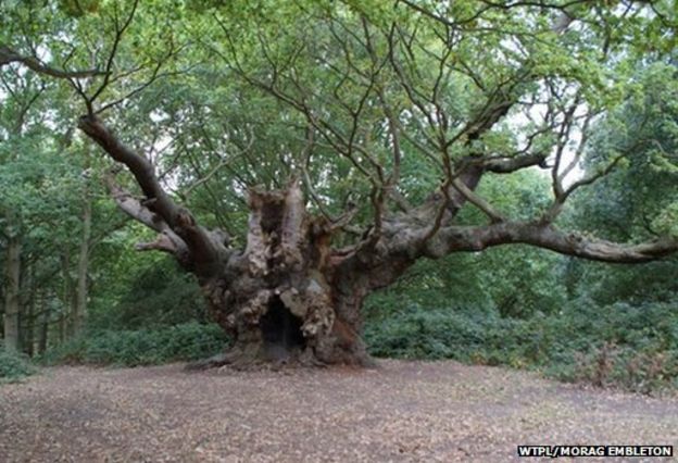 'Tree of the Year' competition finalists announced - BBC News