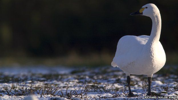 Rare Bewick's swan numbers show 'alarming crash' - BBC News
