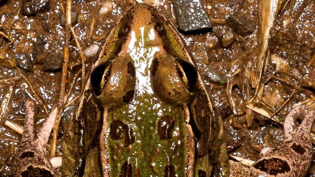 New fanged frog 'gives birth to tadpoles' - BBC News