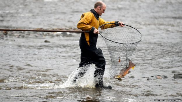 River Ettrick salmon tagged in order to test 'fish pass' - BBC News