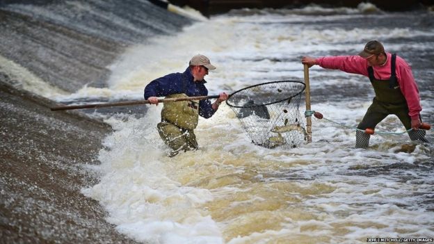 River Ettrick salmon tagged in order to test 'fish pass' - BBC News