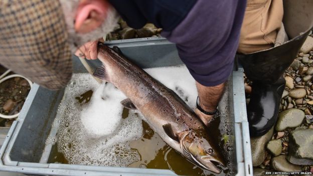 River Ettrick salmon tagged in order to test 'fish pass' - BBC News