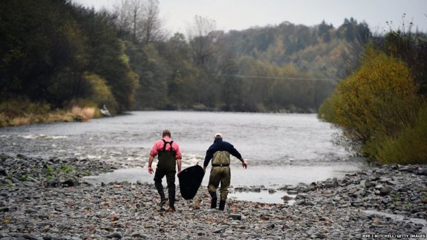 River Ettrick salmon tagged in order to test 'fish pass' - BBC News