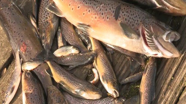 Six Mile Water fish kill: Almost 1,000 fish confirmed dead in 'major ...