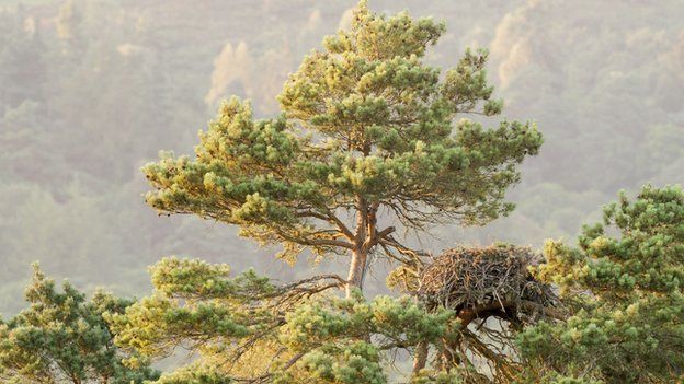 Lady's Tree in Dunkeld named Scottish Tree of the Year - BBC News