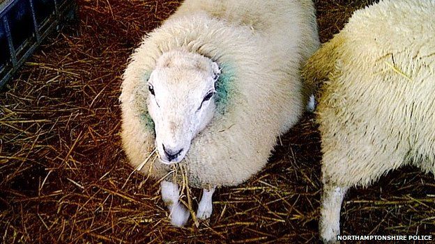 Sheep's ears bitten off in Crick farm dog attack - BBC News