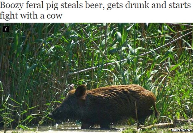 Best Australian headlines: from boozy pigs to parrots - BBC News