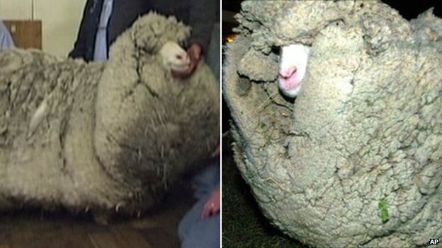 Best Australian headlines: from boozy pigs to parrots - BBC News