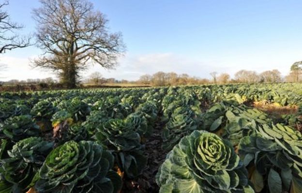 Newspaper headlines: Osborne 'unspun', and the 'poppy plot' - BBC News