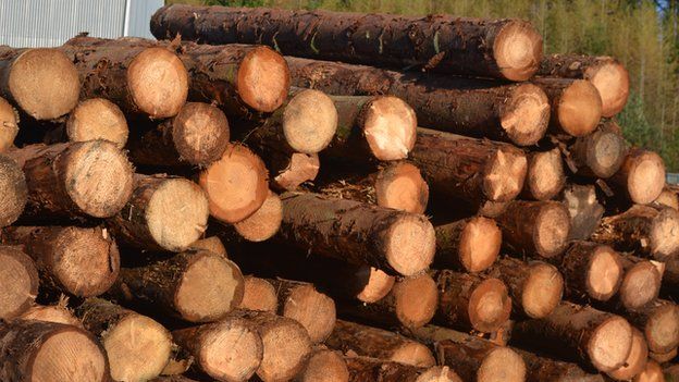 How Scottish business sees the wood for the trees - BBC News