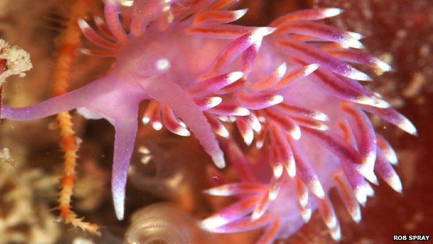 'Spectacular' rare sea slugs found on Pembrokeshire coast - BBC News