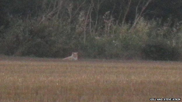 Are there big cats roaming the UK? - BBC News